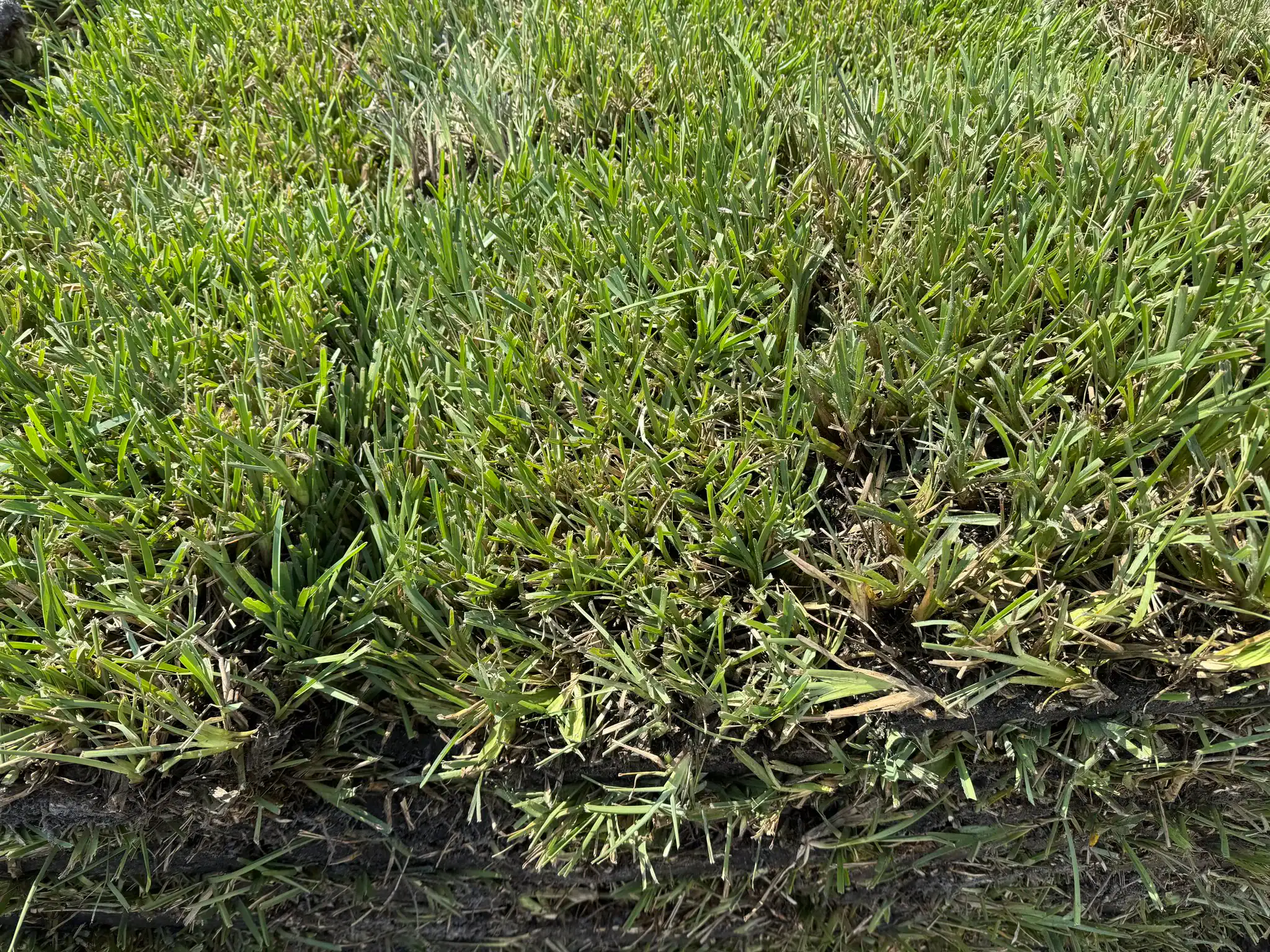 Low-Maintenance Landscaping Ideas That Save Time & Money
